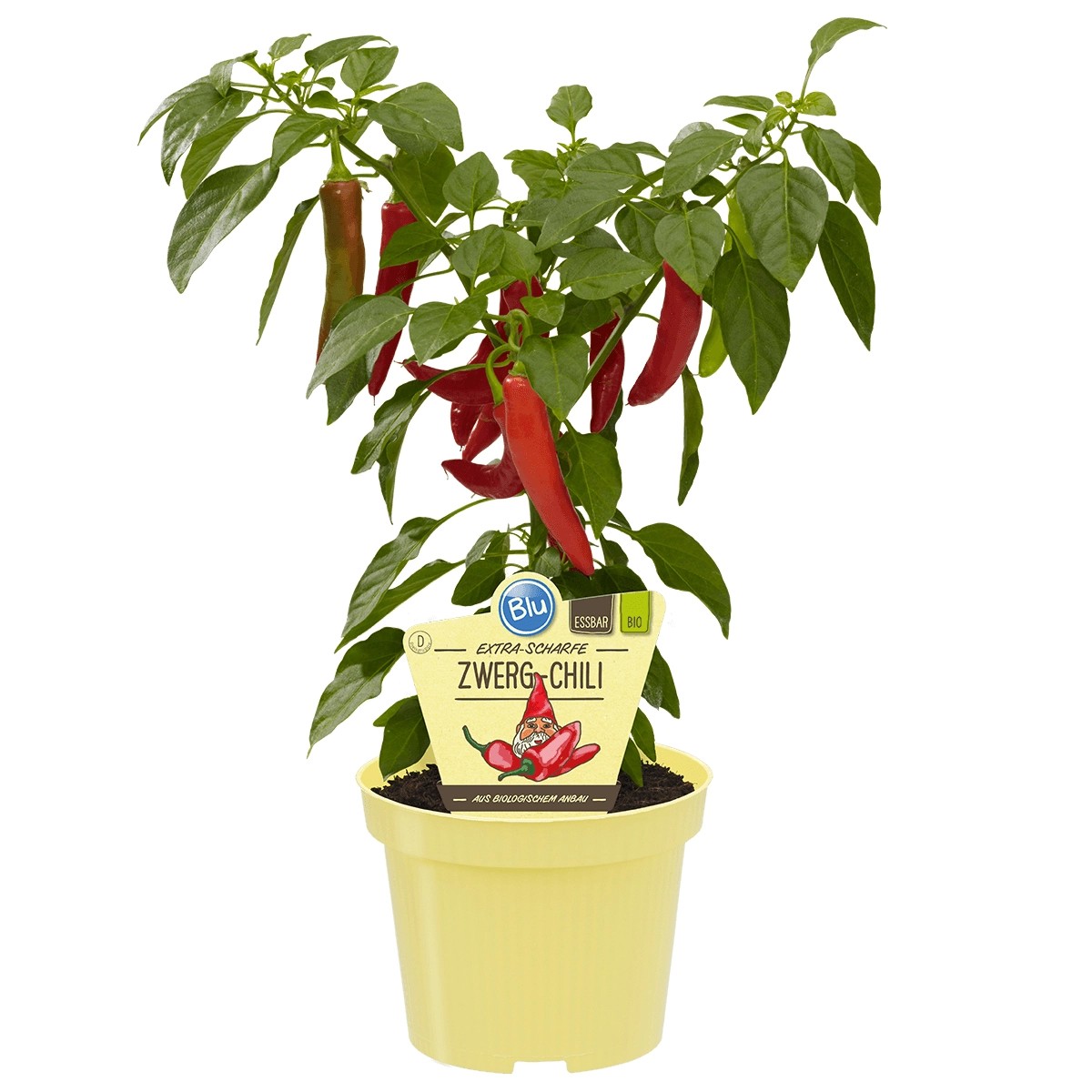 Mini-Chili Topf-Ø ca. 12 cm Capsicum kaufen bei OBI