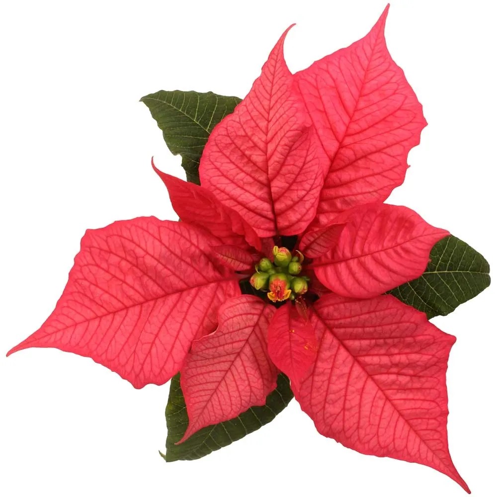 Weihnachtsstern Poinsettia Mini Euphorbia pulcherrima Rosa Topf Ø 6 cm ...