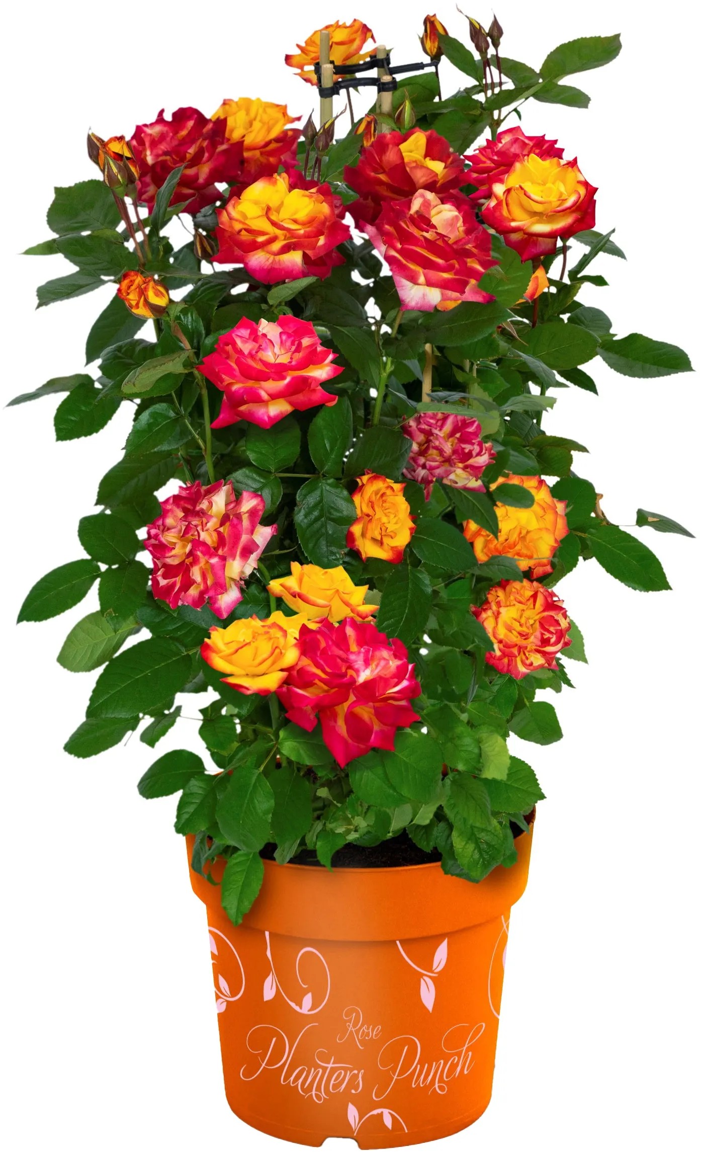 GROW by OBI Rose Planters Punch Gelb-Pink 6 l / Höhe 20 - 30 cm kaufen ...