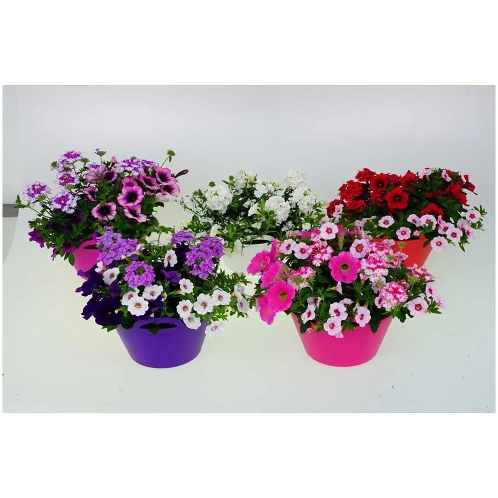 Festival Colours Mix assortiert Schale Ø 23 cm / 1 Stk. kaufen bei OBI