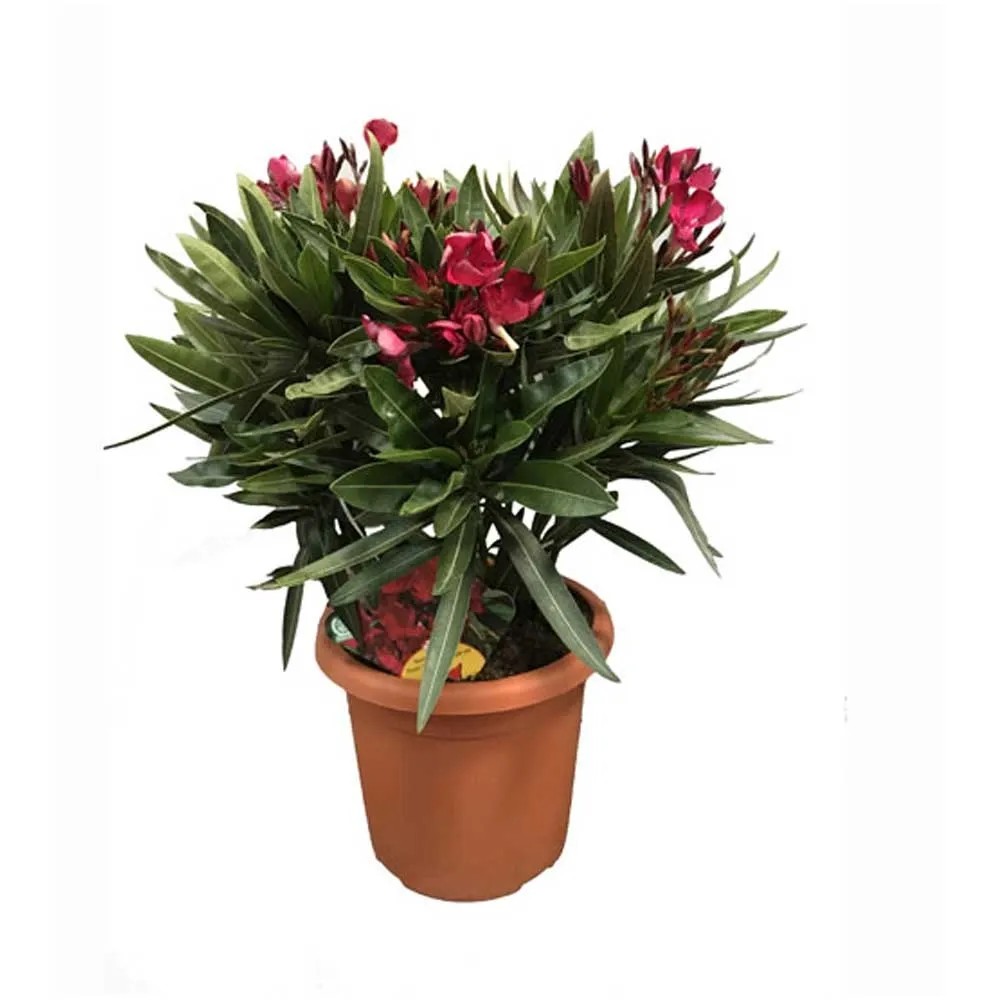 Oleander Nerium oleander Busch Mix Topf Ø 18 cm / 1 Stk. kaufen bei OBI