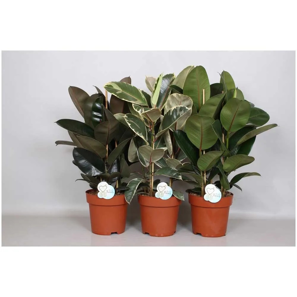 Feigenbaum Ficus elastica Mix Topf Ø 24 cm / Höhe 75 cm / 1 Stk. kaufen ...