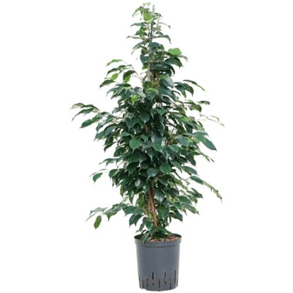 Hydropflanze Birkenfeige Ficus Danielle Topf Ø 18 cm / Höhe 120 cm ...
