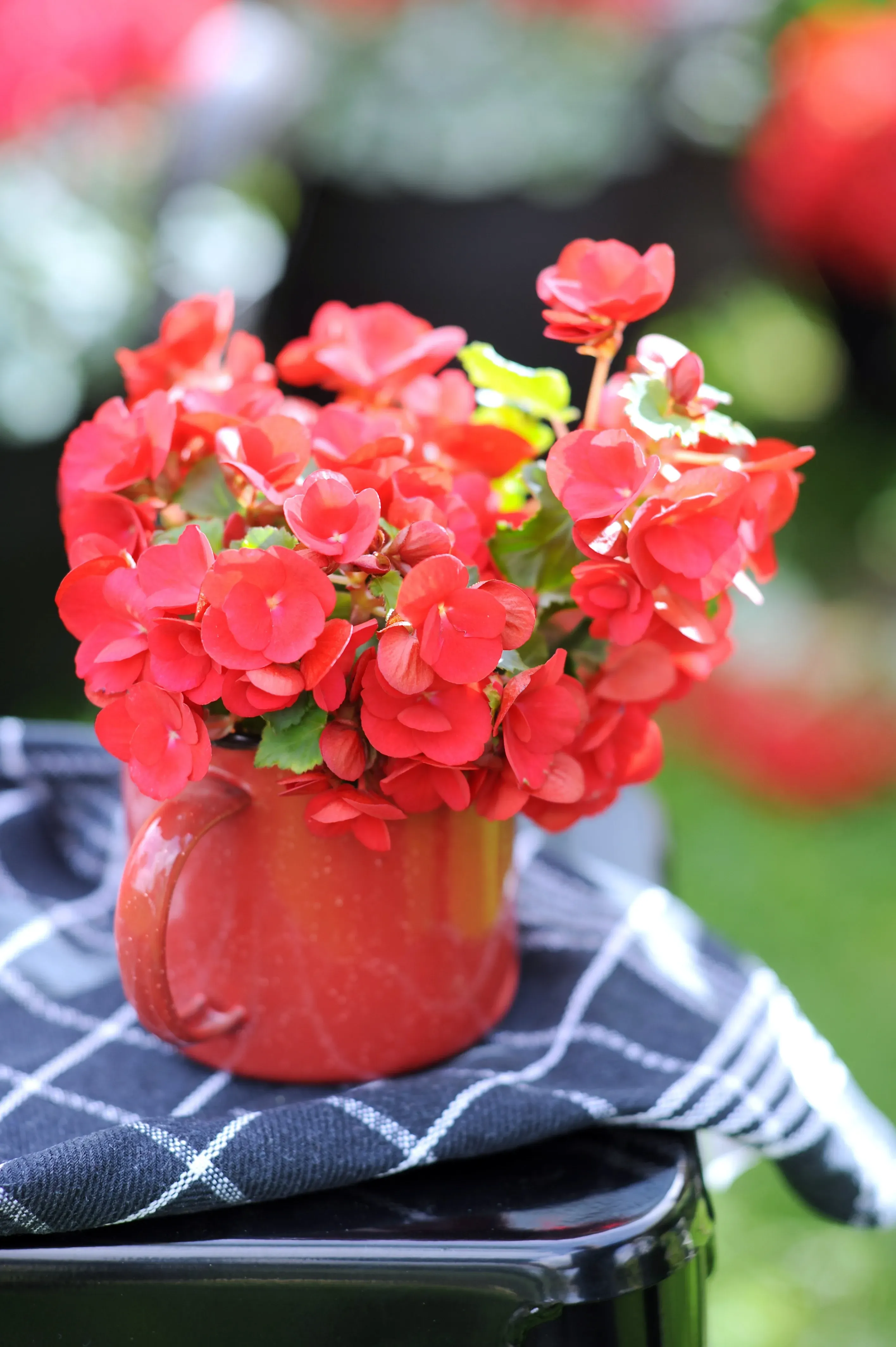 Beet- und Balkonpflanzen-Mischung 10er-Pack kaufen bei OBI