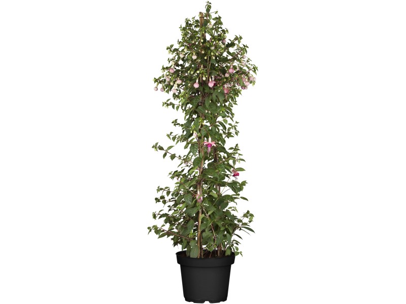 Fuchsie Pyramide Topf-Ø 30 cm Fuchsia kaufen bei OBI