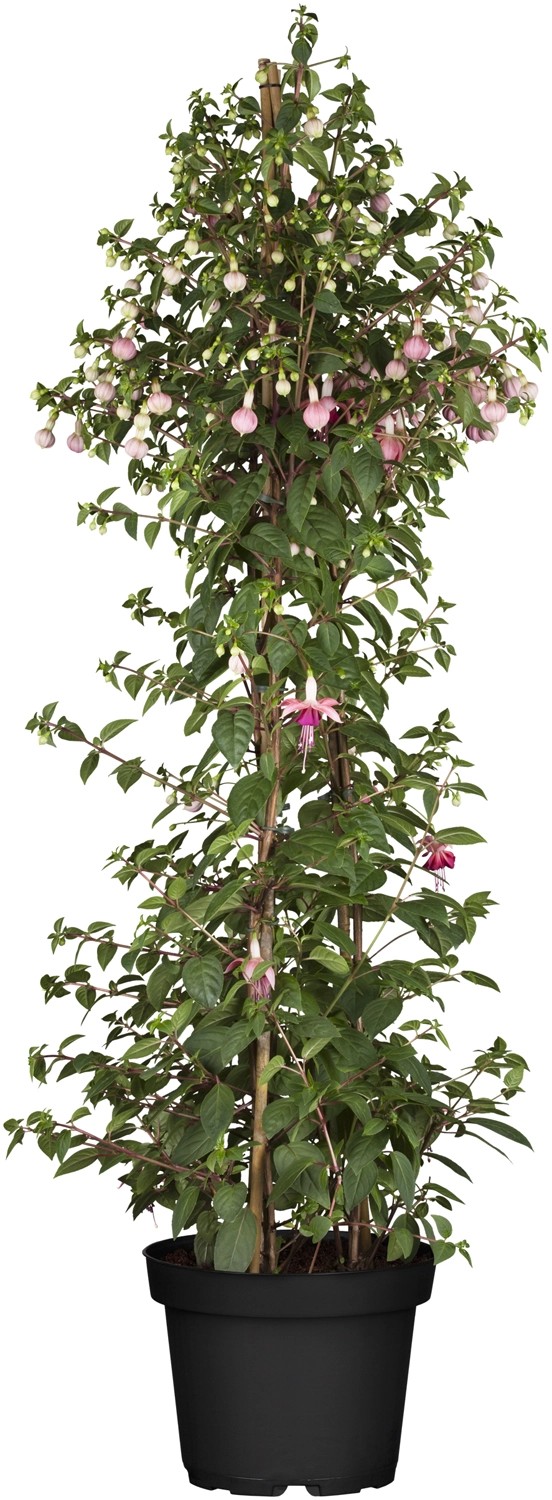Fuchsie Pyramide Topf-Ø 30 cm Fuchsia kaufen bei OBI
