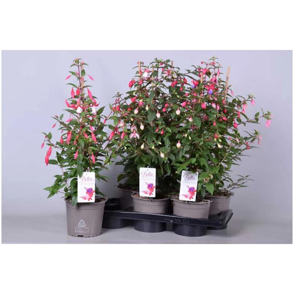 Fuchsie Bella Fuchsia -Mix Pyramide Topf Ø 17 cm / Höhe ca. 60 cm ...