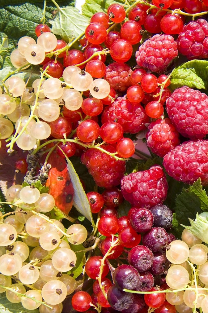 Beerenobst verschiedene Sorten Topf 3 l kaufen bei OBI