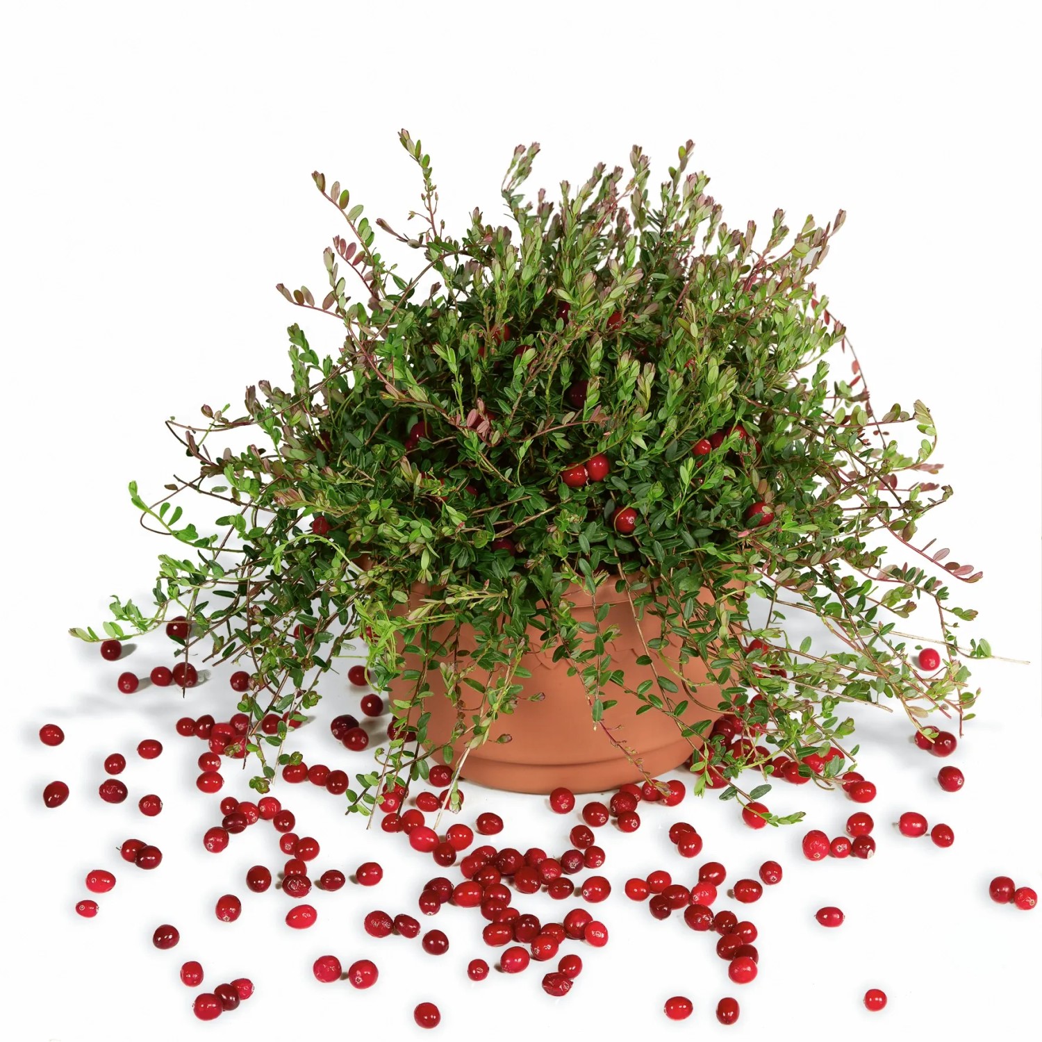 Blu Bio Grossfrüchtige Moosbeere Cranberry Vaccinium macrocarpon Topf Ø ...