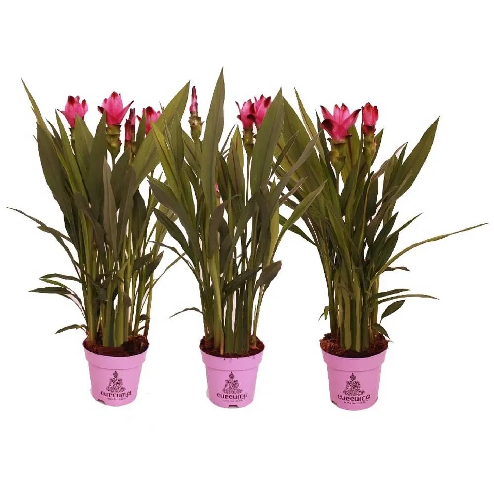 Siam- oder Thai-Tulpe Curcuma Siam Splash Topf Ø 14 cm / 1 Stk. kaufen ...