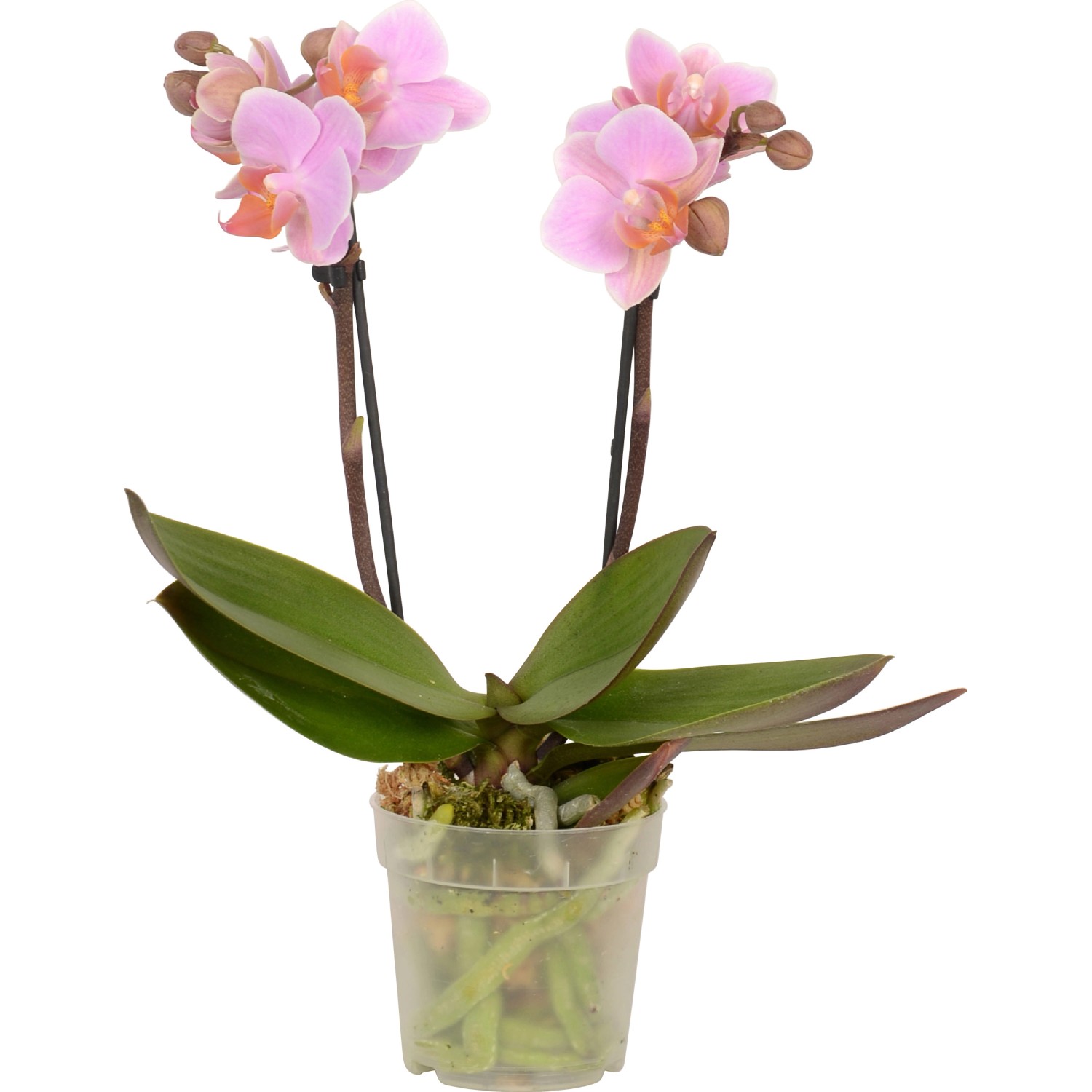 Mini-Schmetterlingsorchidee Phalaenopsis 2-Trieber Topf Ø ca. 7 cm / 1 ...