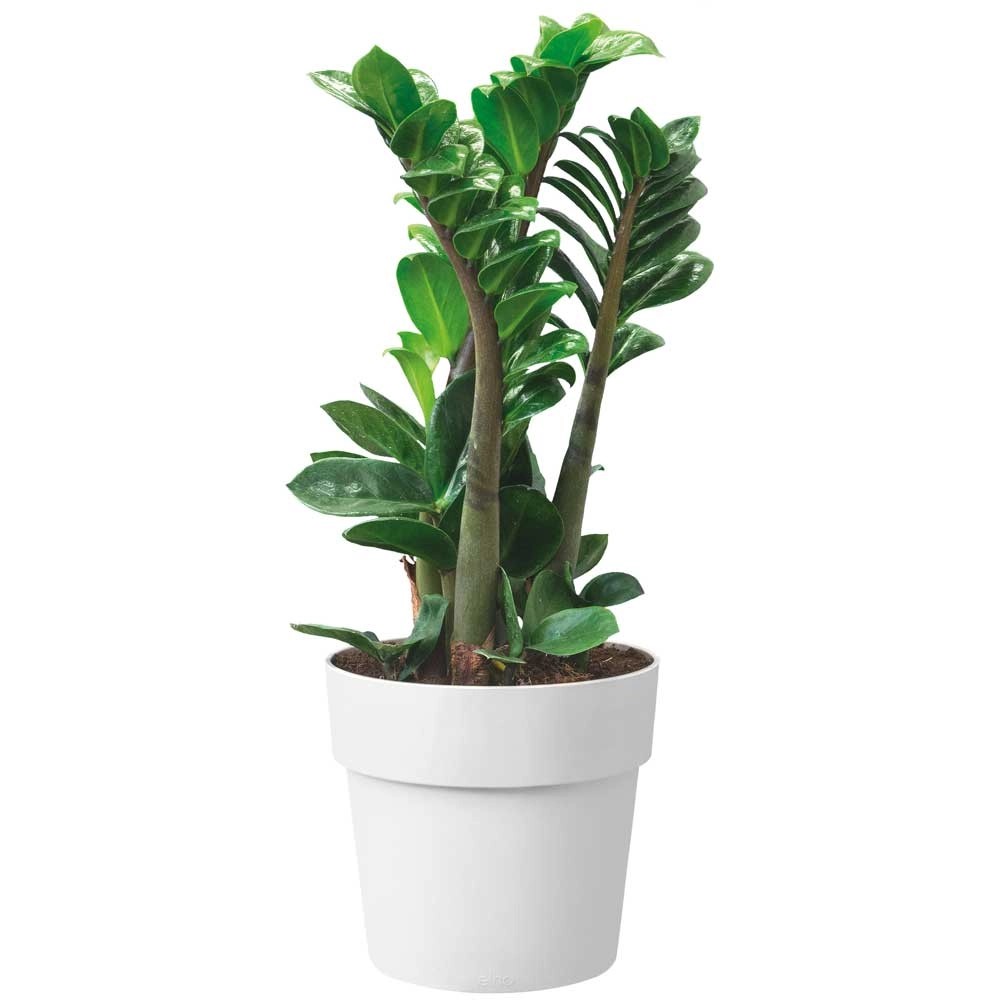 Übertopf b.for original rund Weiss Ø 14 cm kaufen bei OBI