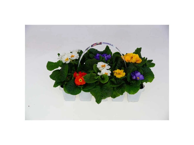 Garten-Schlüsselblume Primula clayette in Farben 10er-Set kaufen bei OBI