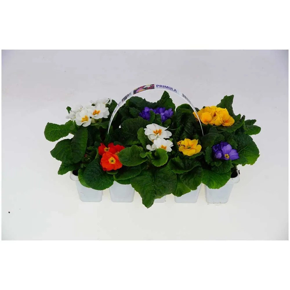 Garten-Schlüsselblume Primula clayette in Farben 10er-Set kaufen bei OBI