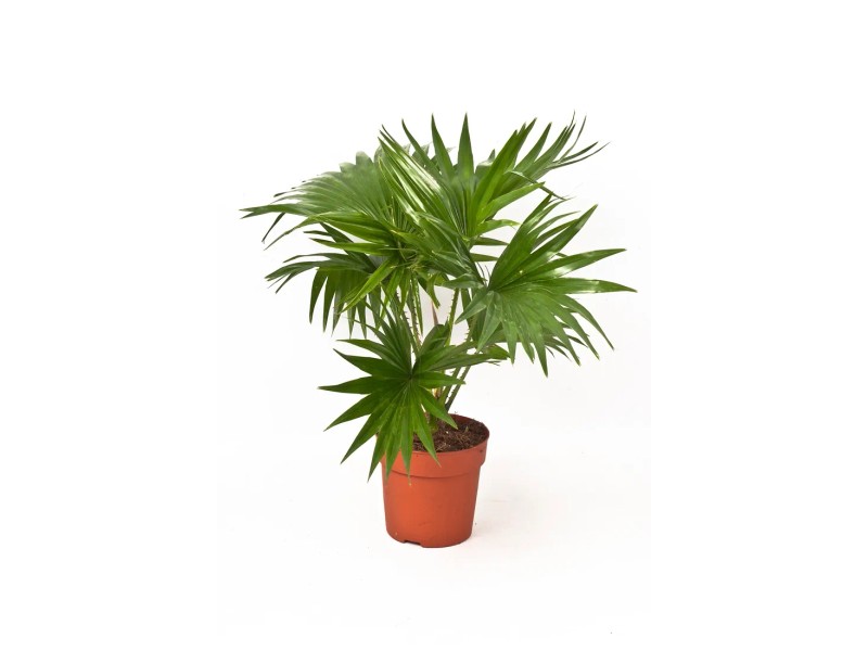 Palmen-Mix Topf-Ø 14 cm kaufen bei OBI