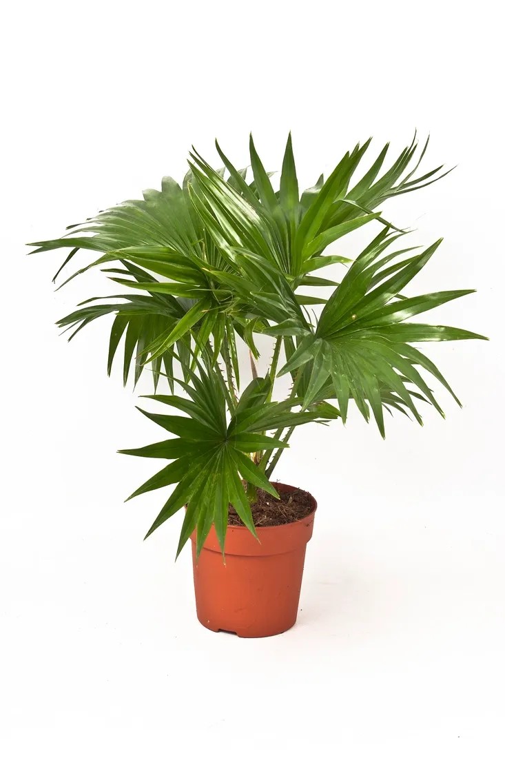 Palmen-Mix Topf-Ø 14 cm kaufen bei OBI