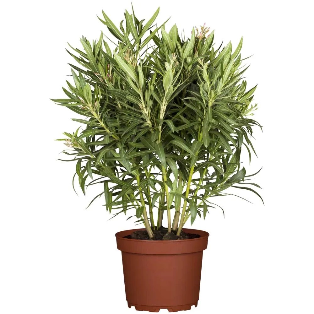 GROW by OBI Oleander Nerium Oleander Busch Topf Ø 14 cm kaufen bei OBI
