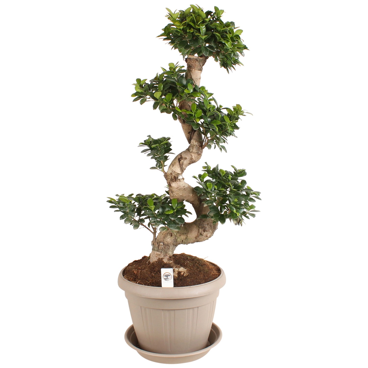 Ficus microcarpa pot Ø 35 cm