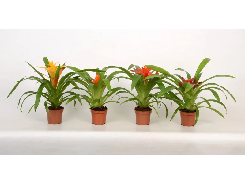 Guzmania Mini Mix Topf Ø 5,5 cm kaufen bei OBI