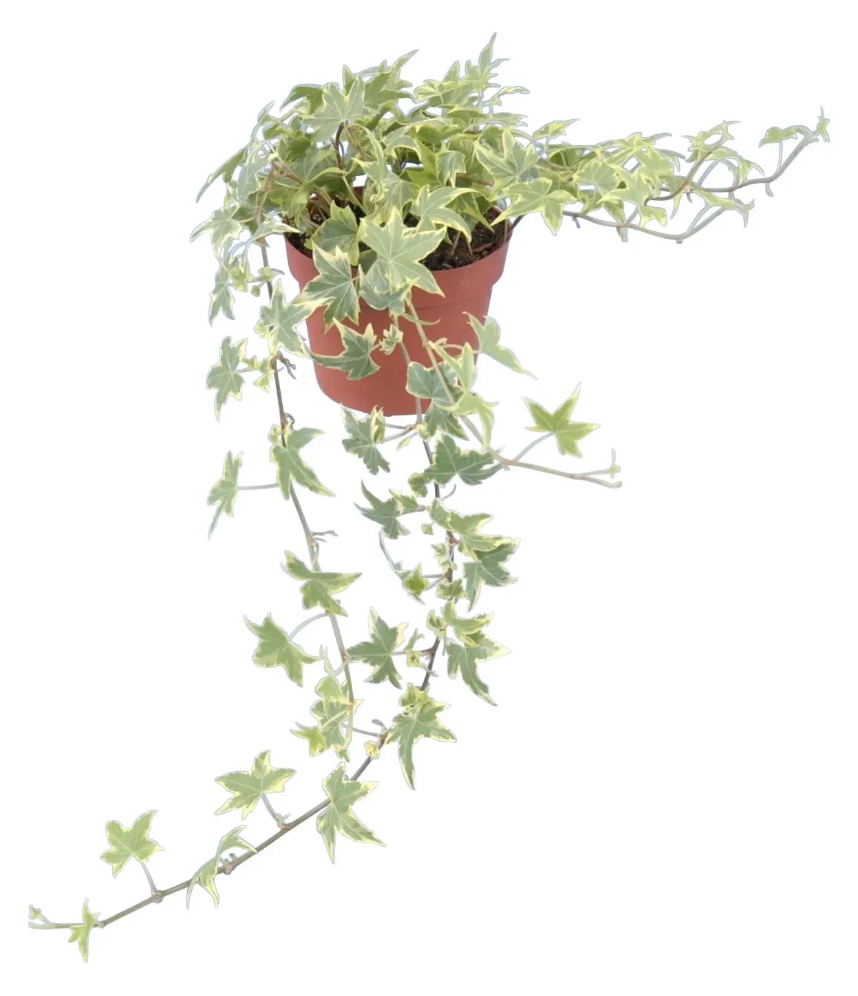 Lierre Pot Hedera helix Jaune-panaché Ø env. 13 cm