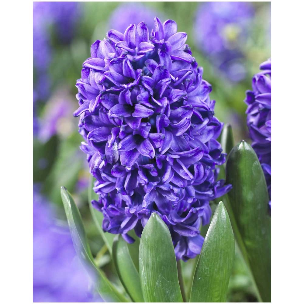 Hyazinthe Hyacinthus multiflora Topf Ø 10,5 cm / 1 Stk. kaufen bei OBI