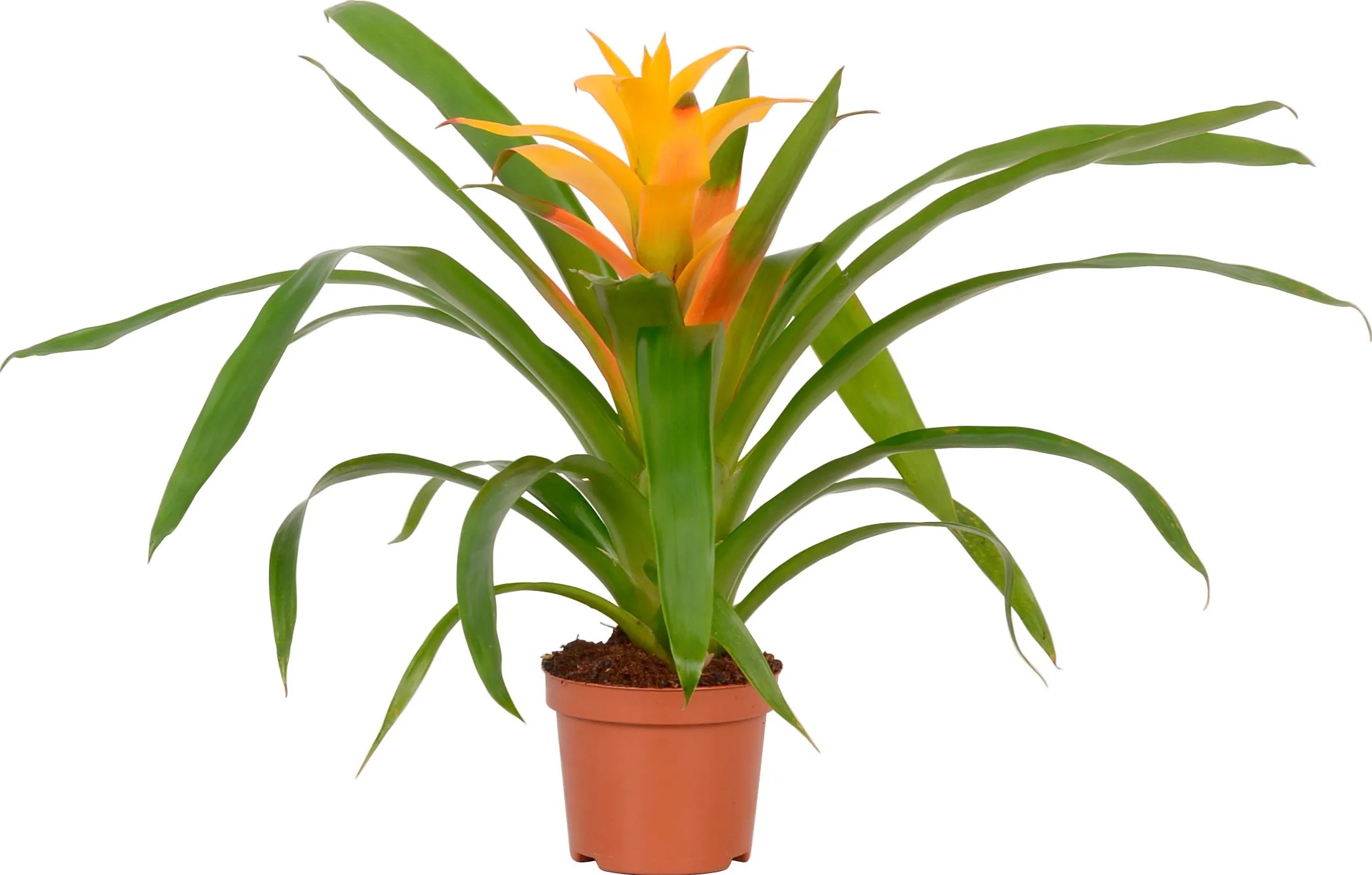 Guzmania Diana verschiedene Farben Topf Ø 12 cm / 1 Stk. kaufen bei OBI