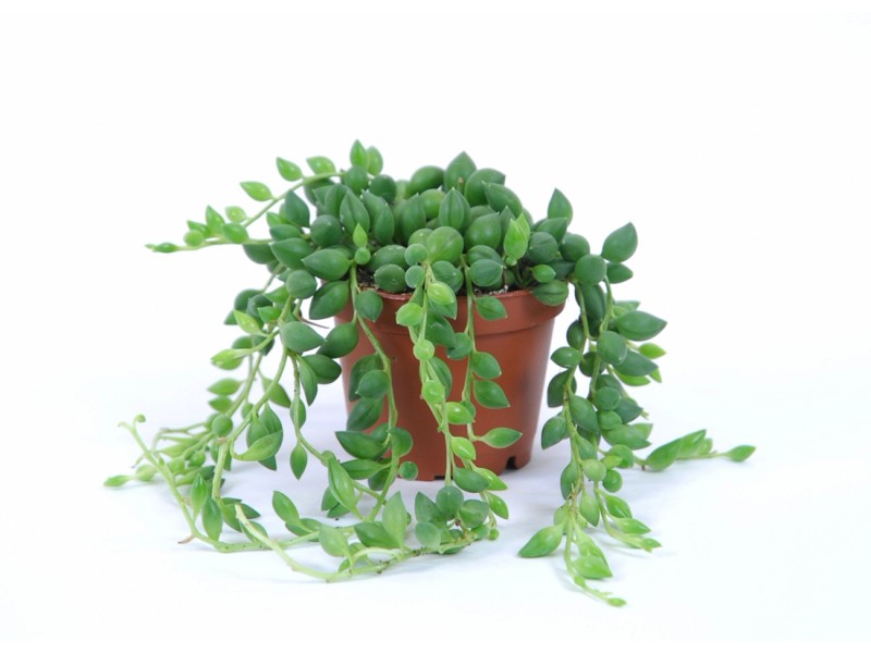 Mini-Senecio Topf Ø 6 cm kaufen bei OBI