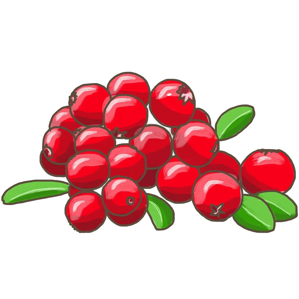 Blu Bio Grossfrüchtige Moosbeere Cranberry Vaccinium macrocarpon Topf Ø ...