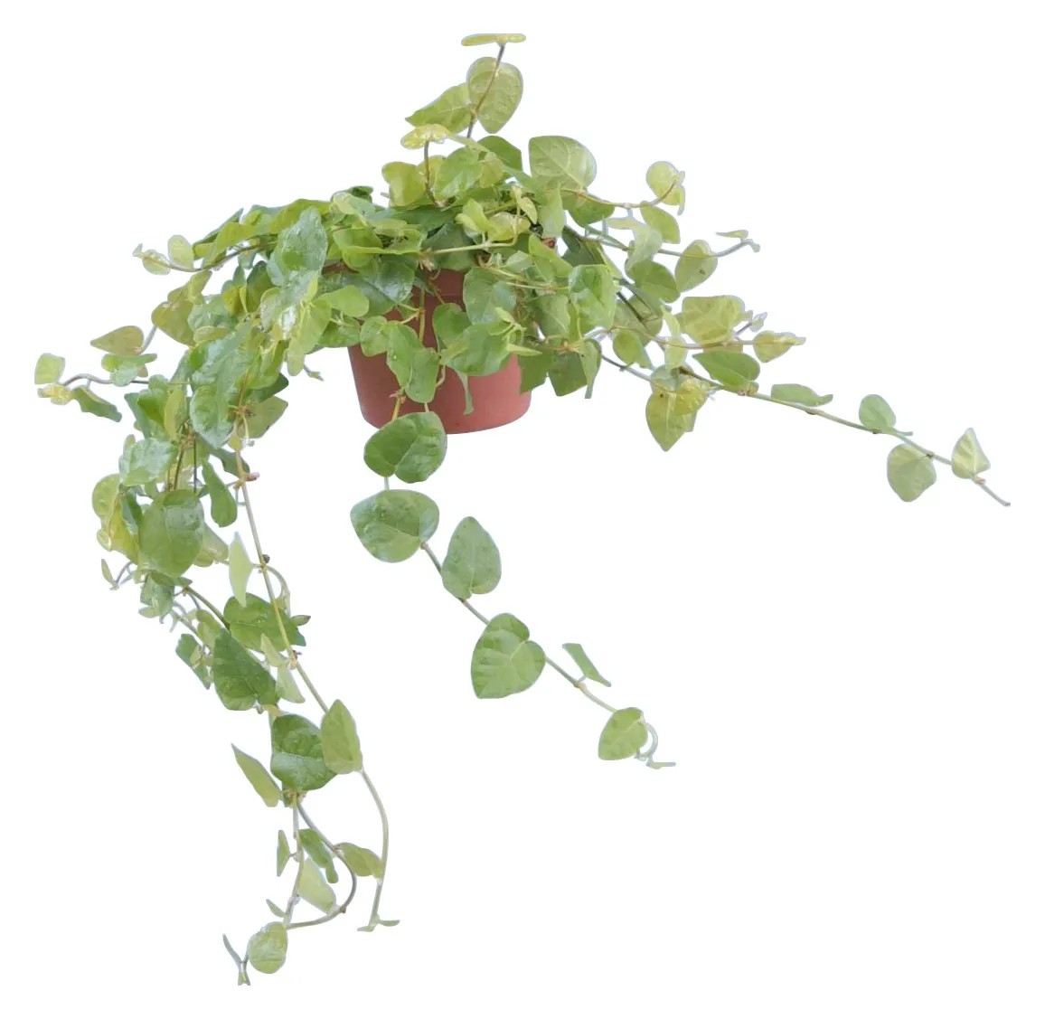 Fico rampicante Sunny Ficus pumila vaso Ø ca. 10 cm acquista da OBI