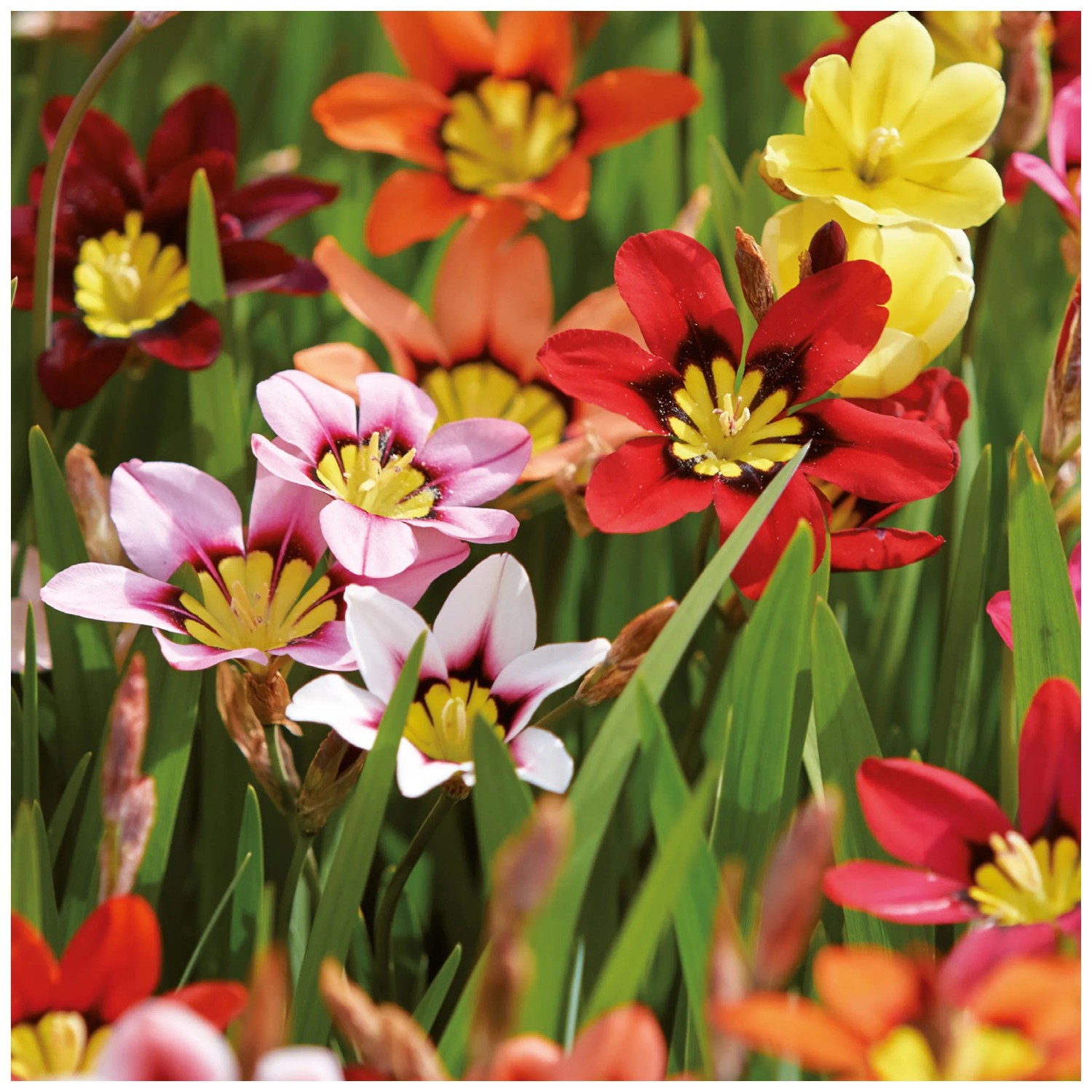 Grow by OBI Harlekinblume Sparaxis Mixed 30 Stk. kaufen bei OBI