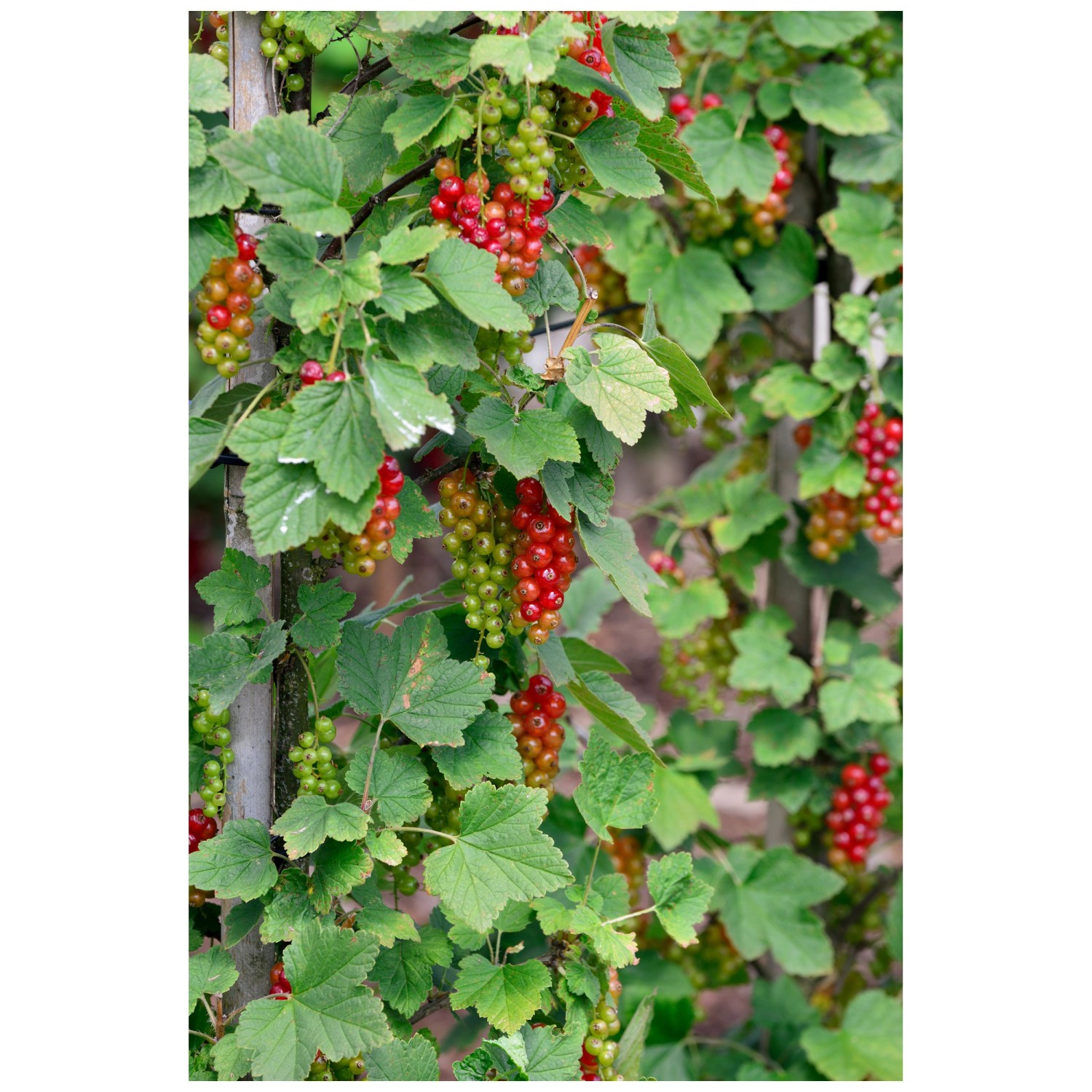 Bio Johannisbeere Rovada Rot Halbsstamm Topf Ø 33 cm / Höhe 50 - 80 cm ...