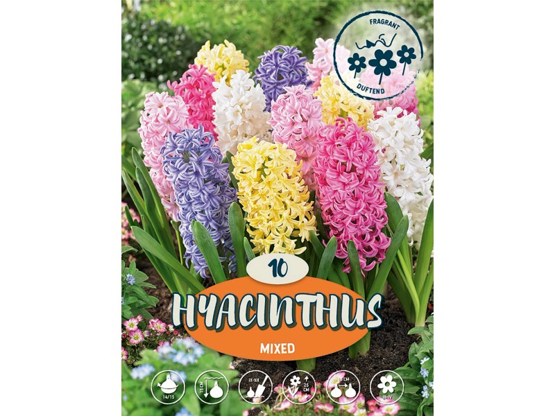 Hyazinthe Mix Hyacinthus Mehrfarbig kaufen bei OBI