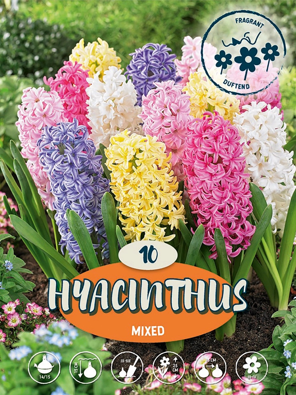 Hyazinthe Mix Hyacinthus Mehrfarbig kaufen bei OBI