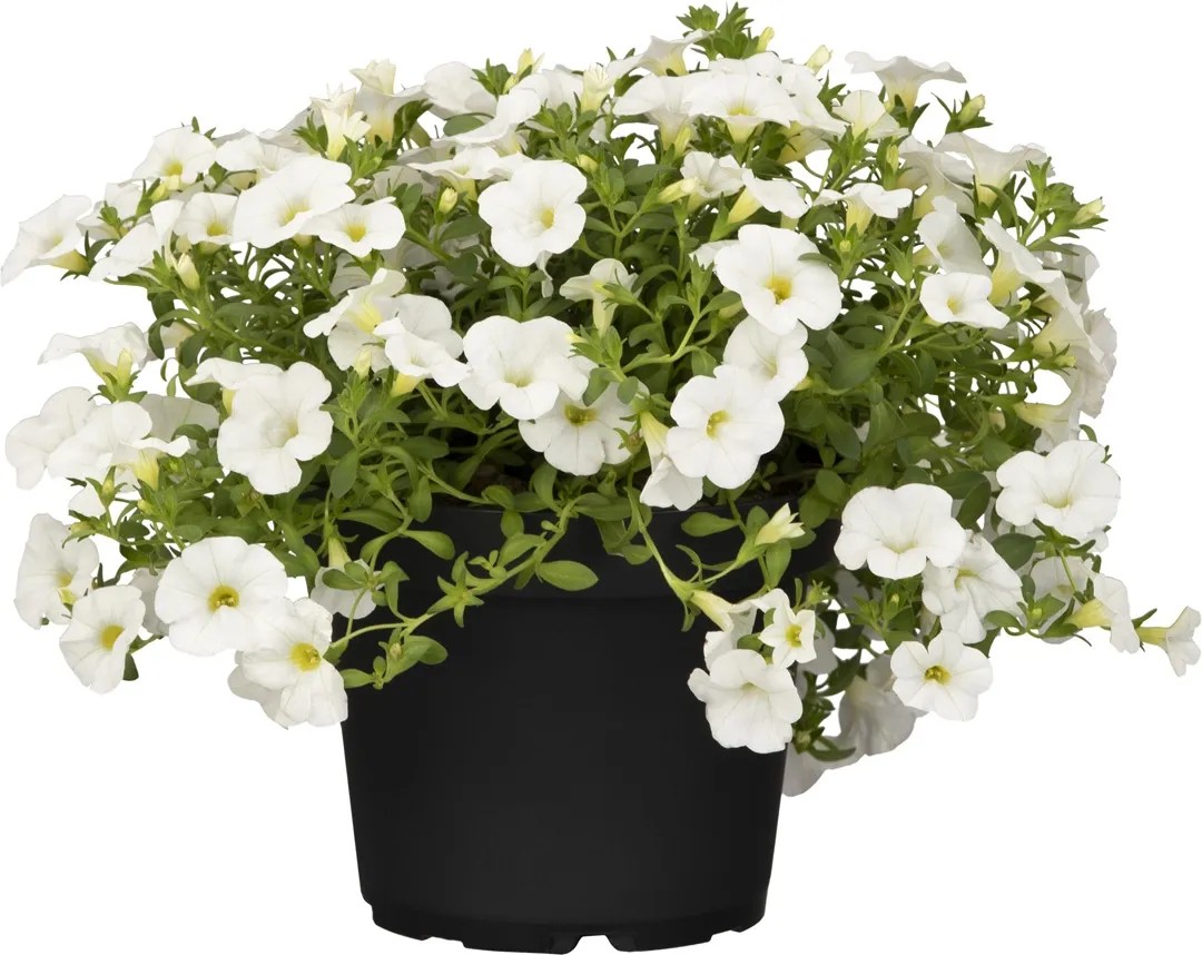 GROW by OBI Zauberglöckchen Calibrachoa Hybriden Topf Ø 13 cm kaufen ...