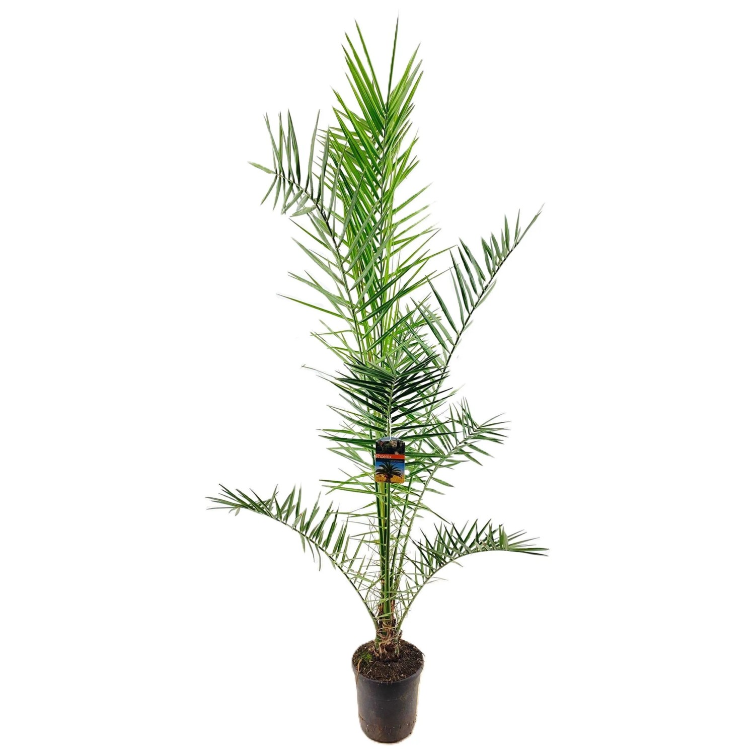 Palmier dattier des Canaries Phoenix canariensis pot Ø 24 cm / H 130 cm