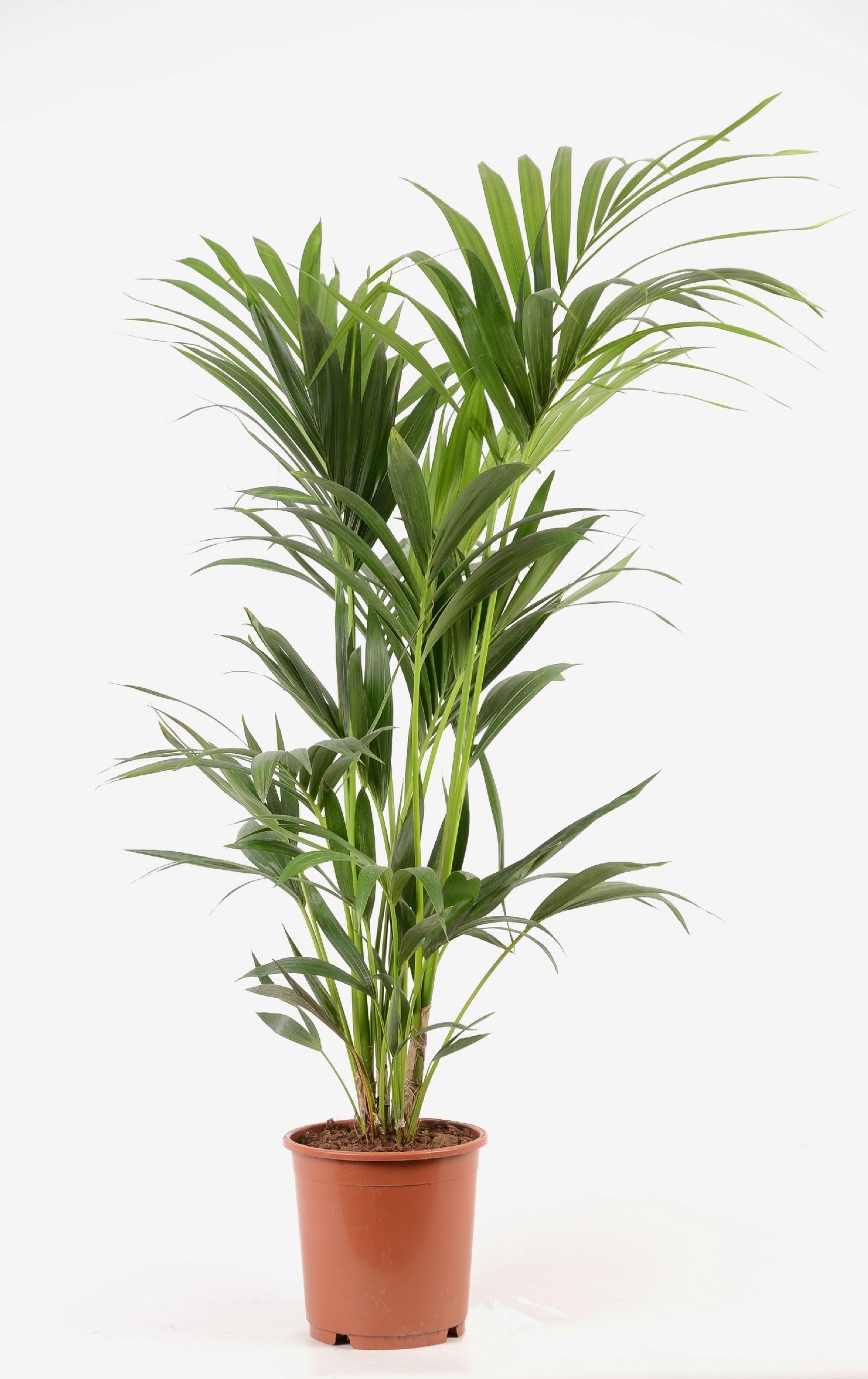 Kentia-Palme Howea Forsteriana kaufen bei OBI