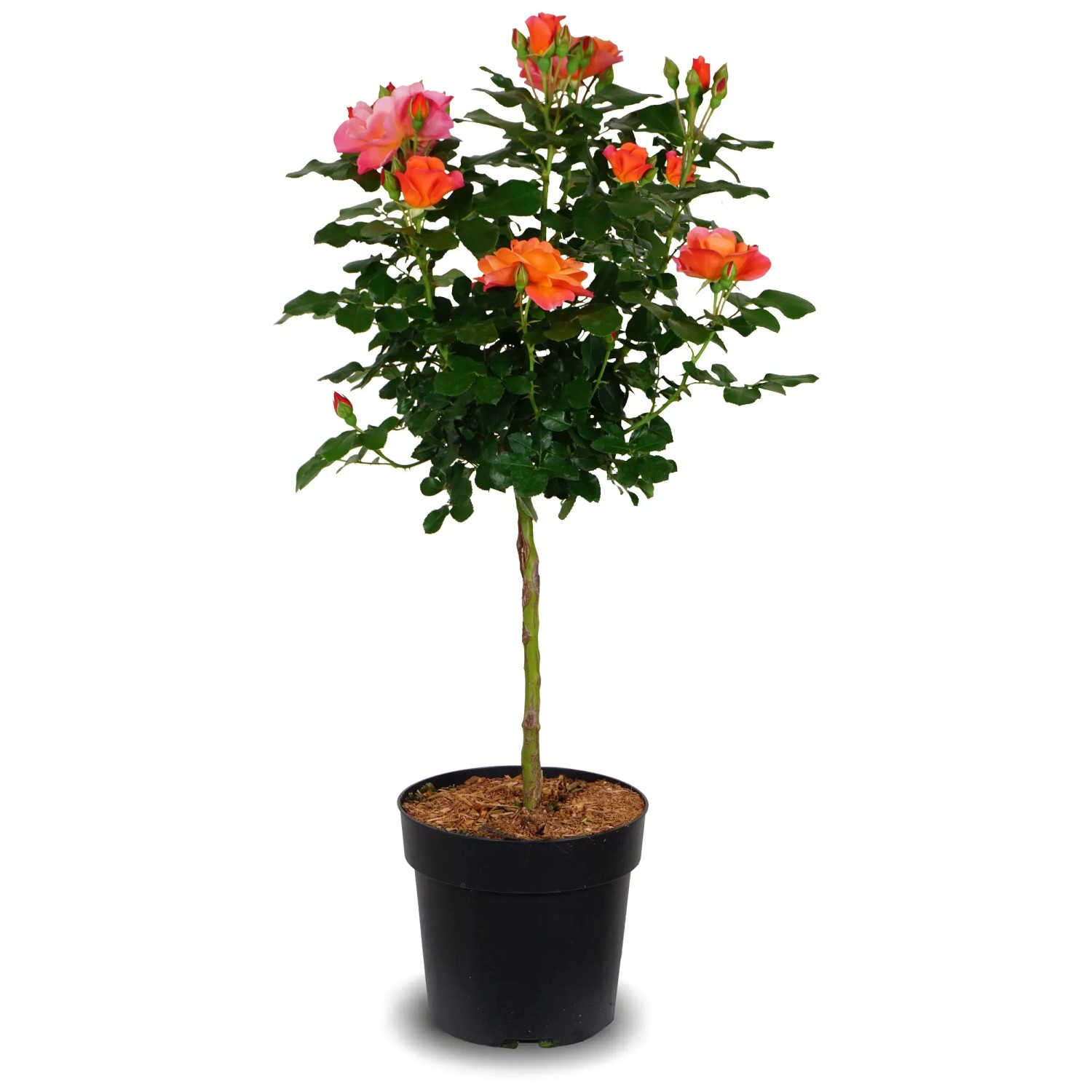 Rose Sugar Candy® Topf Ø 22 cm / Höhe ca. 70 cm