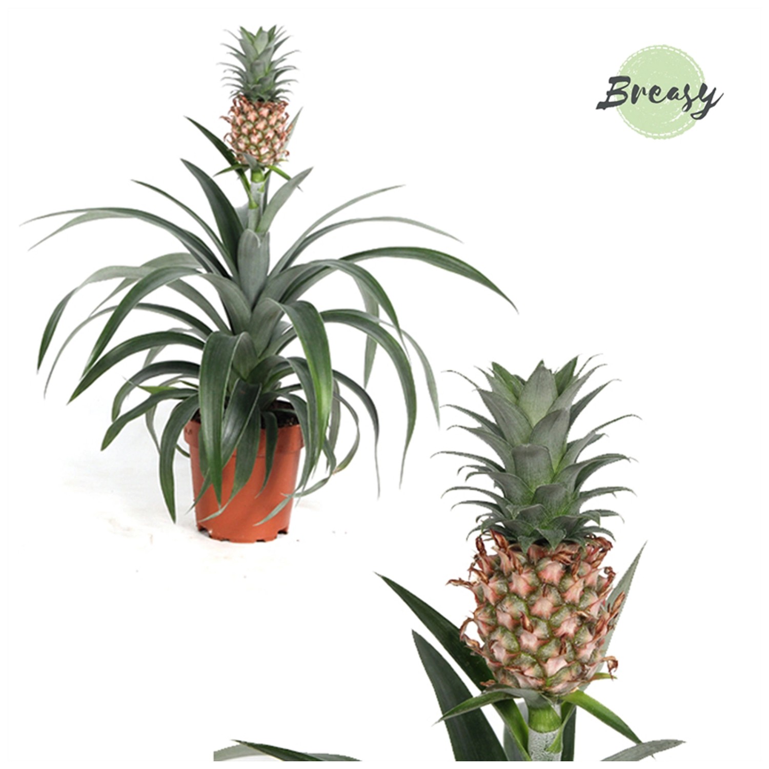 Ananas Mi Amigo dans sac décoratif Ananas comosus pot Ø 12 cm