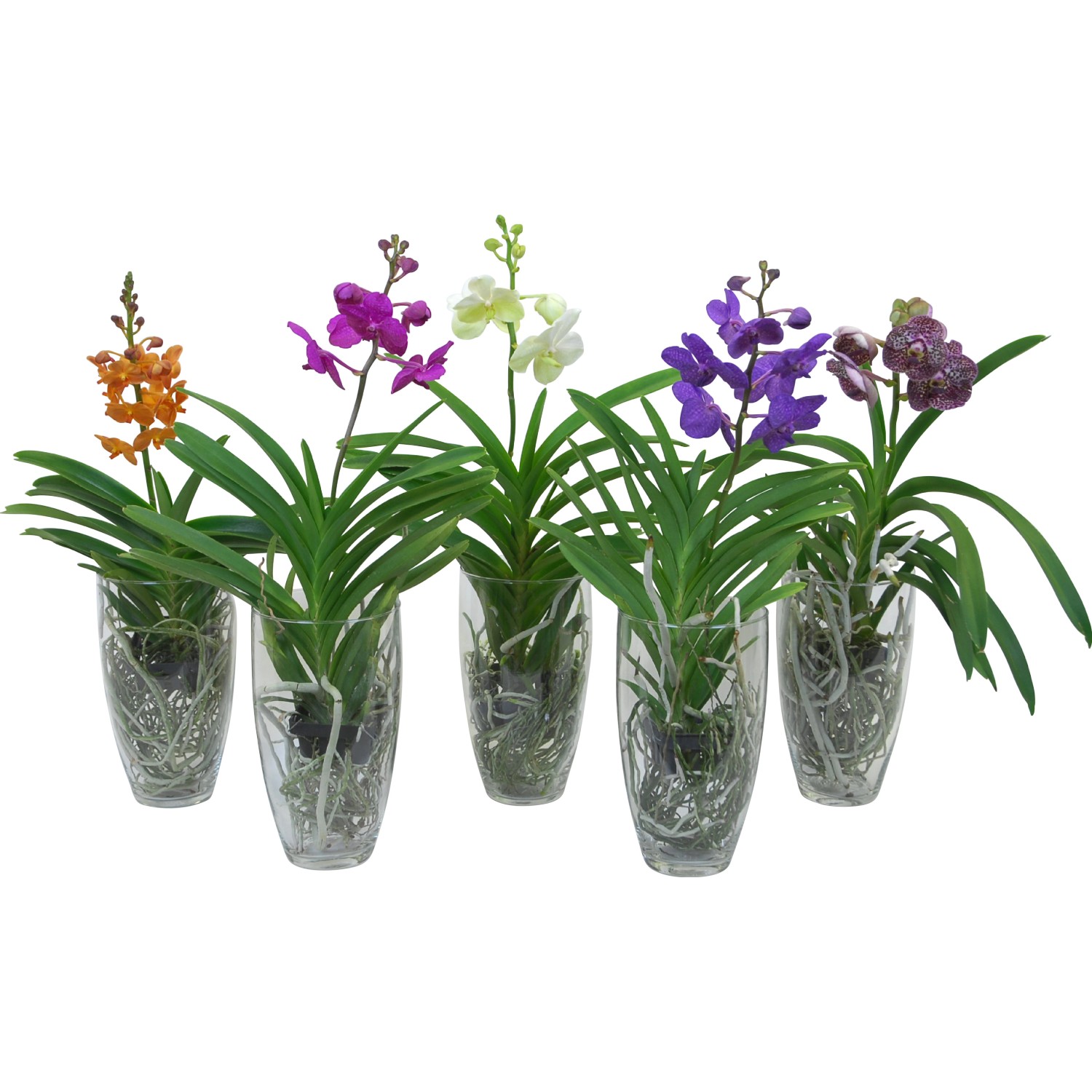 Vanda-Orchidee grossblütig Mix 1-Trieber im Glas-Gefäss Ø 13 cm kaufen ...