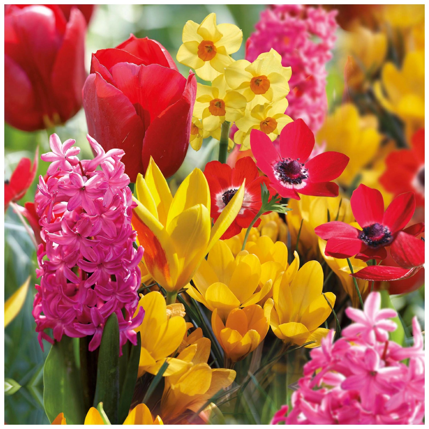 GROW by OBI Terrassen- und Garten-Kollektion Mischung 30 Stk. kaufen ...