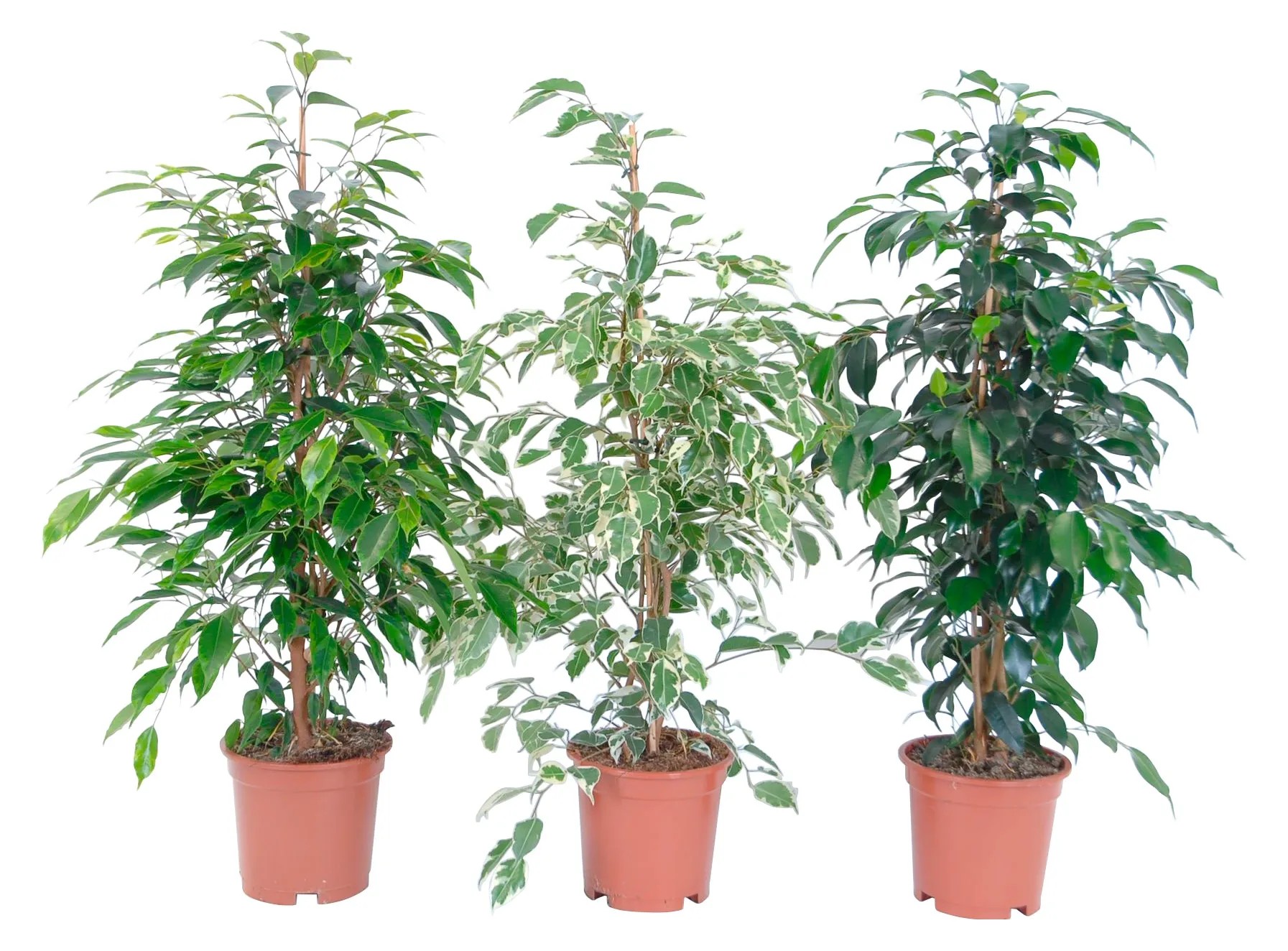 Birkenfeige Ficus benjamina Topf Ø 17 cm kaufen bei OBI