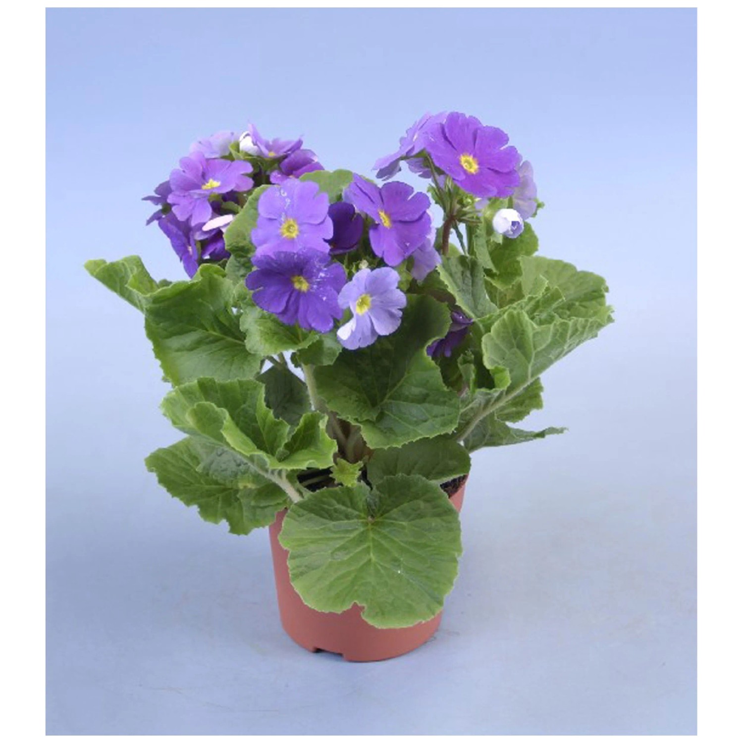 Becherprimel Touch Me Farbenauswahl Primula obconica Topf Ø 9 cm / 1 Stk.
