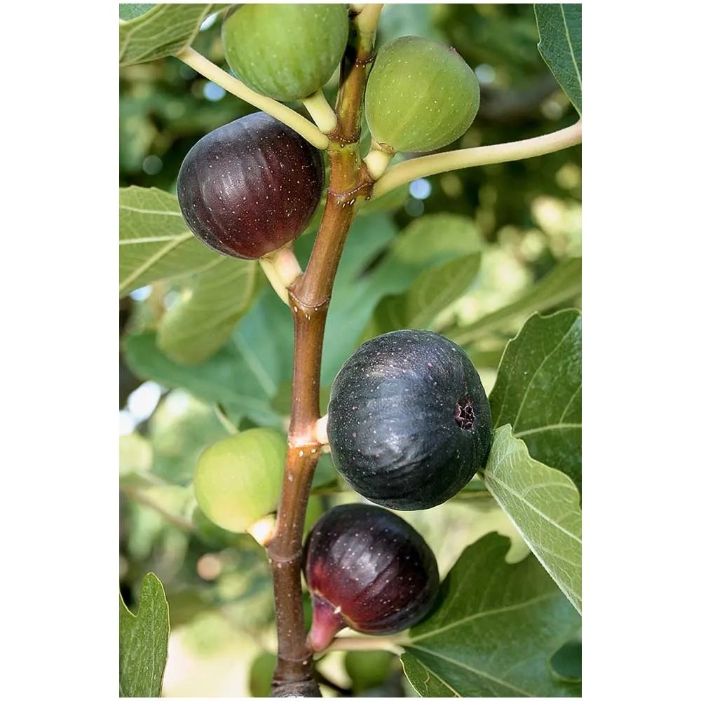 Feigenbaum Ronde de Bordeaux Ficus Topf 5 l kaufen bei OBI