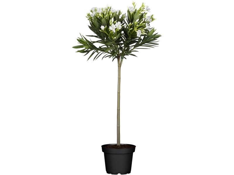 GROW by OBI Oleander Nerium Stamm Weiss Topf Ø 20 cm kaufen bei OBI