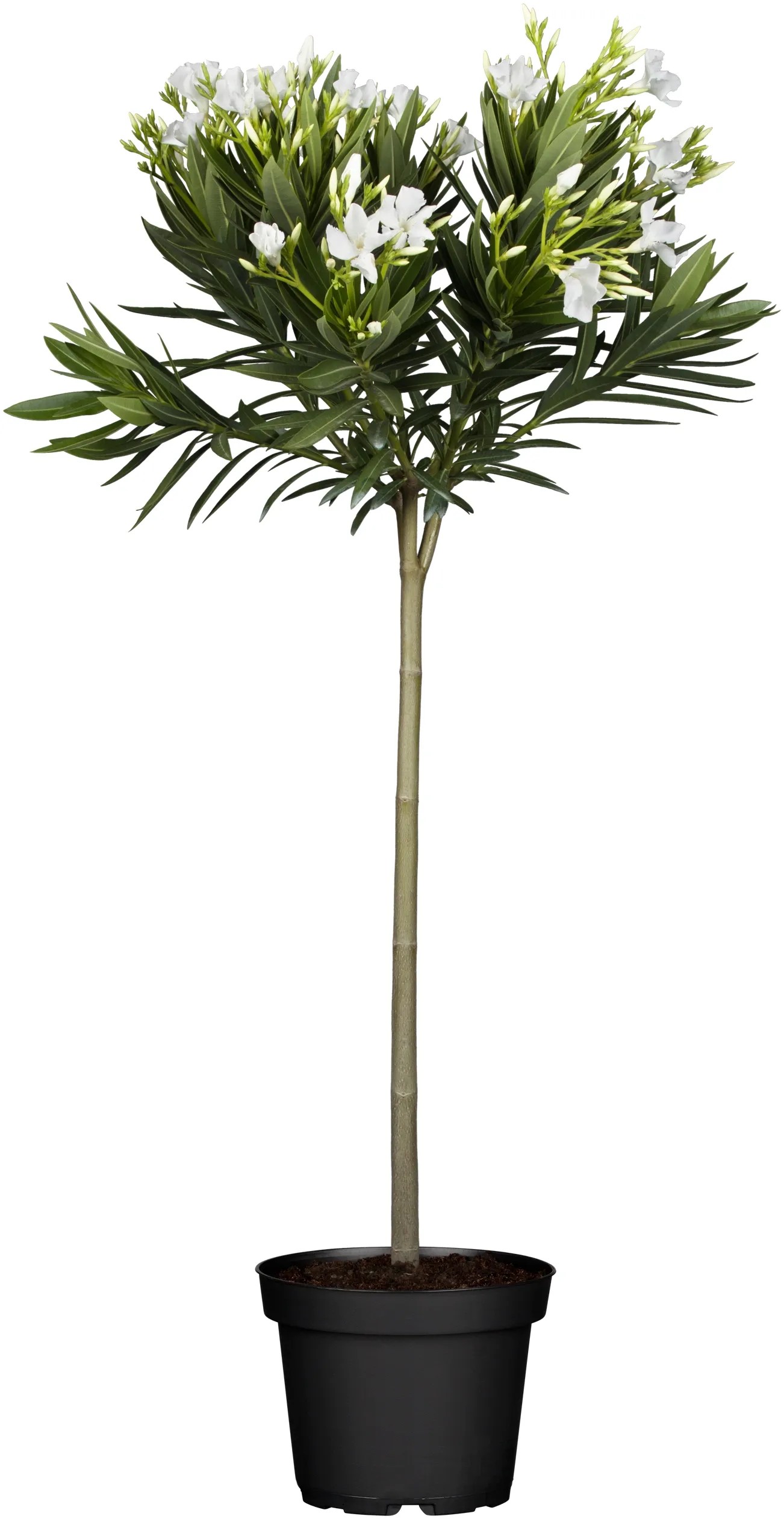 GROW by OBI Oleander Nerium Stamm Weiss Topf Ø 20 cm kaufen bei OBI