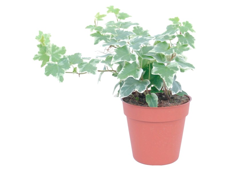 Efeu Topf Hedera helix Weiss-Bunt Ø ca. 13 cm kaufen bei OBI