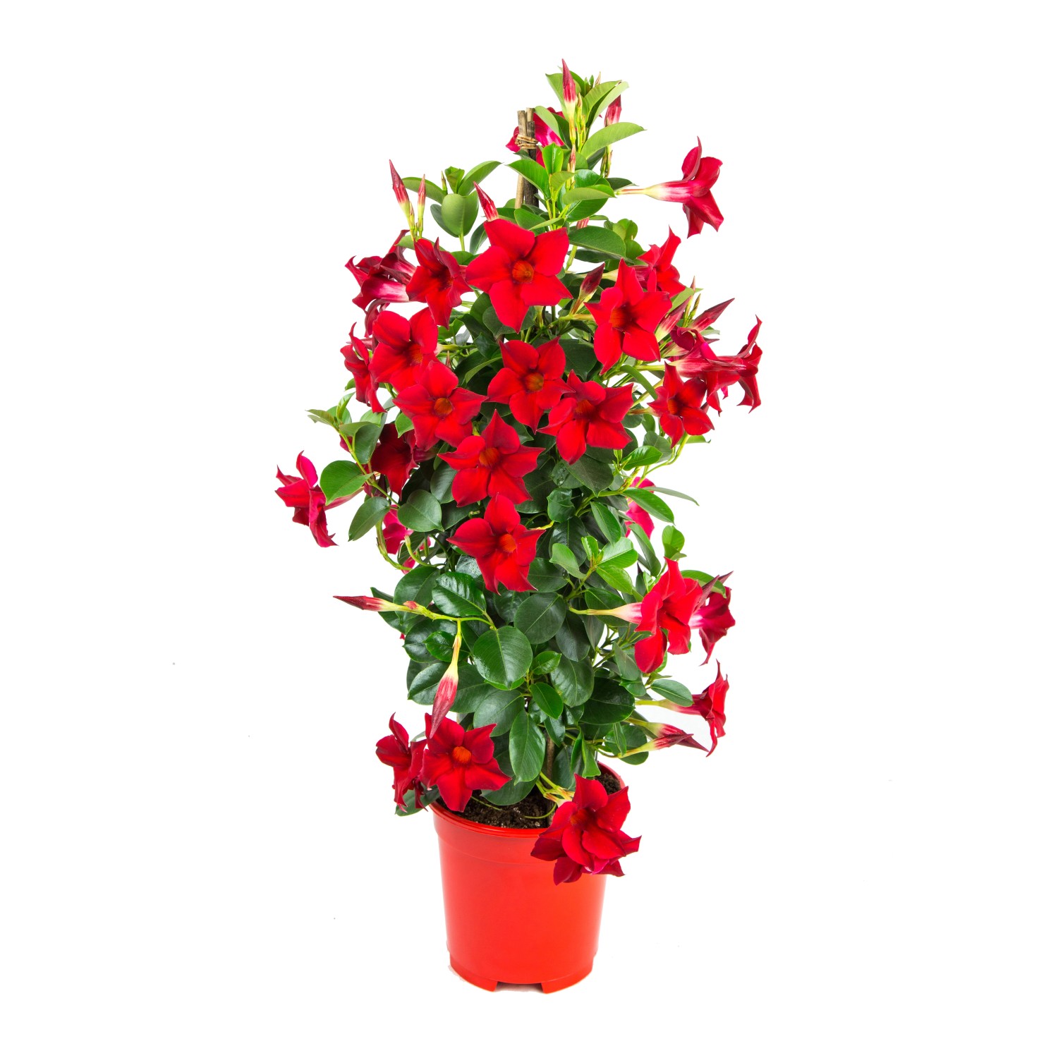 GROW by OBI Dipladenie Rot Pyramide Dipladenia Topf Ø 17 cm kaufen bei OBI