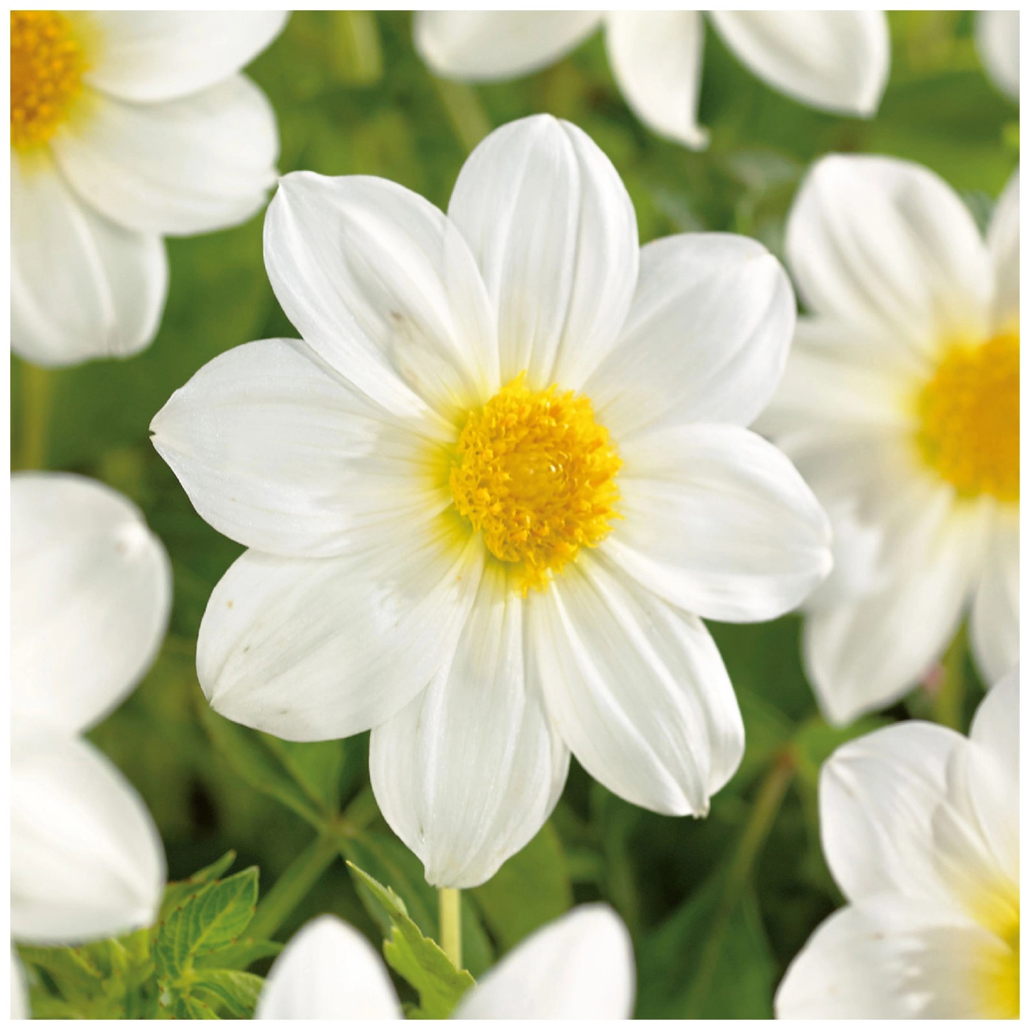 Grow by OBI Dahlie Unwin Mignon White 1 Stk. kaufen bei OBI