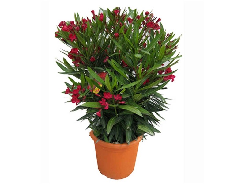 Oleander Nerium oleander Busch Mix Topf Ø 22 cm / 1 Stk. kaufen bei OBI