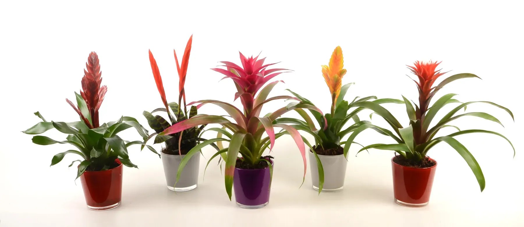 Mix Bromélia pot verre Claudia